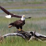 Wild Pony Watching Boat Tour from Chincoteague to Assateague - What to Expect During Your Trip