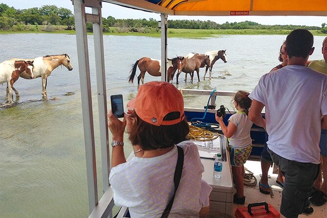 Wild Pony Watching Boat Tour from Chincoteague to Assateague - Why This Tour Provides Good Value