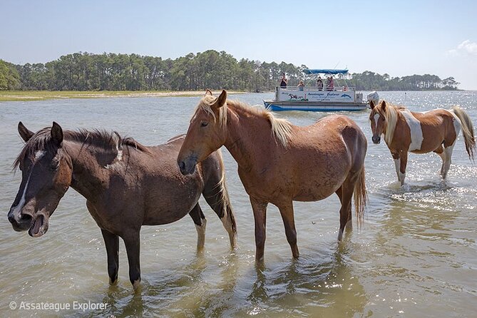 Wild Pony Watching Boat Tour from Chincoteague to Assateague - FAQ