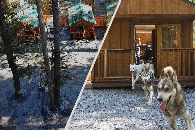 Wilderness Dog Sled Ride and Tour in Seward - The Sum Up