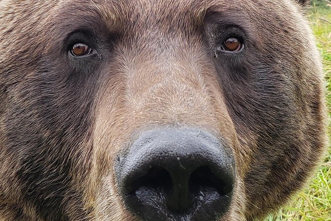 Wilderness, Wildlife, Glacier Experience from Anchorage - Bird Point and Alpine Meadows