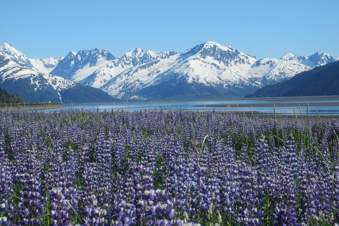Wildlife and Glaciers with a walk in the Rainforest - The Real Value: What You Gain