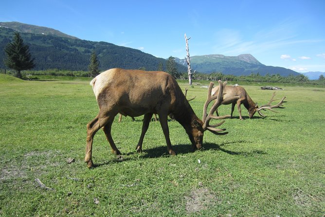 Wildlife and Glaciers with a walk in the Rainforest - FAQ