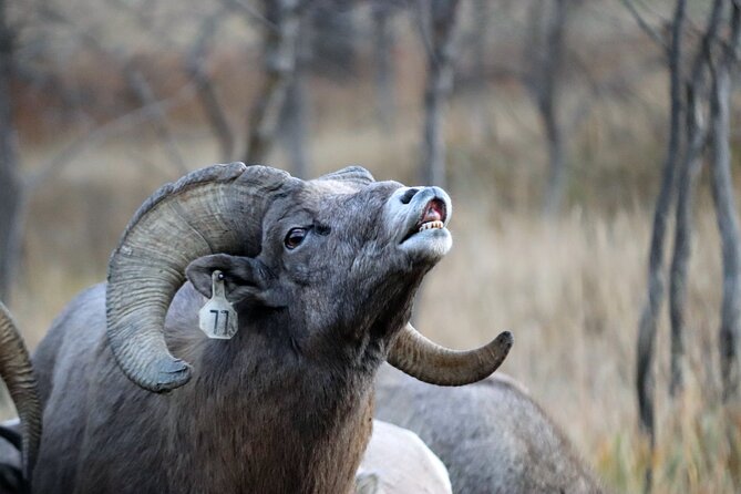 Wildlife and Iconic Roads: The Black Sheep Tour - Who Will Love This Tour?