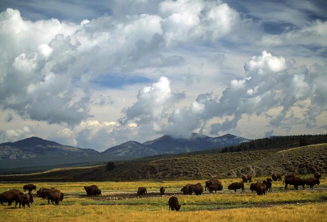 Wildlife and Waterfalls - A Detailed Look at the Wildlife and Waterfalls Tour in Yellowstone