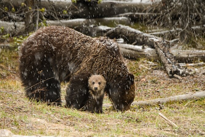 Wildlife and Waterfalls - Exploring the Yellowstone Experience: What You Can Expect