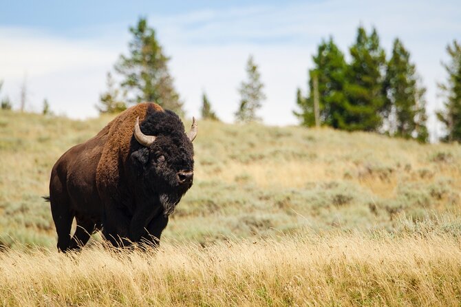 Wildlife and Waterfalls - Is This Tour Worth the Cost?
