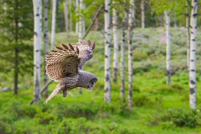Wildlife and Waterfalls - Final Thoughts: Who Will Love This Tour?