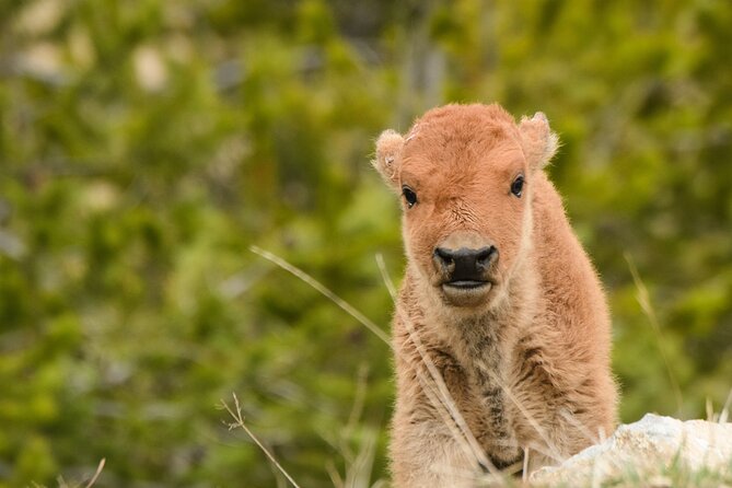 Wildlife and Waterfalls - Frequently Asked Questions