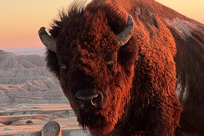 Wildlife Biologists Field Expedition: The Badlands Uncovered - The Itinerary Detailed Breakdown