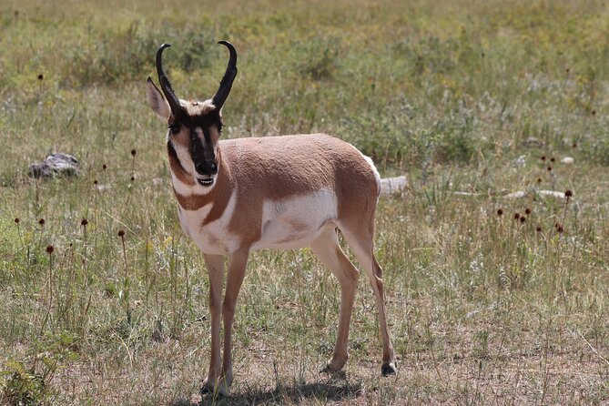 Wildlife Biologists Field Expedition: The Badlands Uncovered - Who Would Love This Tour?