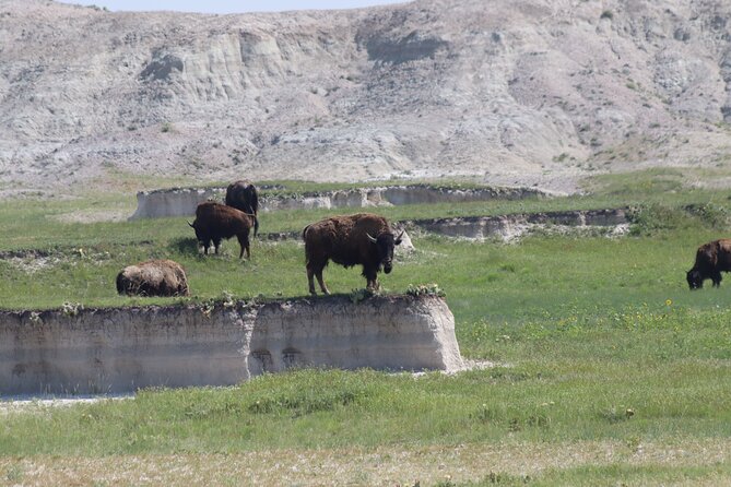 Wildlife Biologists Guide to the Black Hills: Private Tour - FAQ