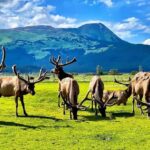 Wildlife Center with Lunch & Local Beer Sampling - What Makes This Tour a Great Choice?