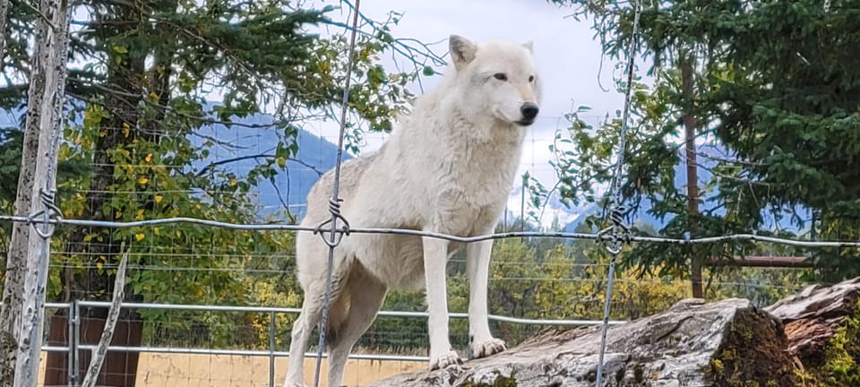 Wildlife Center with Lunch & Local Beer Sampling - Who Should Consider This Tour?