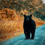 Wildlife Photo Safari - Why This Tour Stands Out