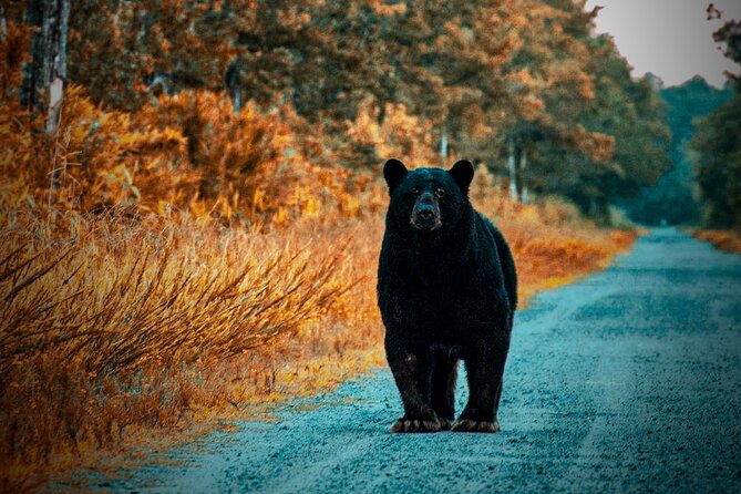 Wildlife Photo Safari - Why This Tour Stands Out