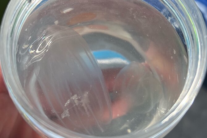 Wildlife Refuge Bio Comb Jelly Sunset Kayak or Paddleboard Tour! - FAQ