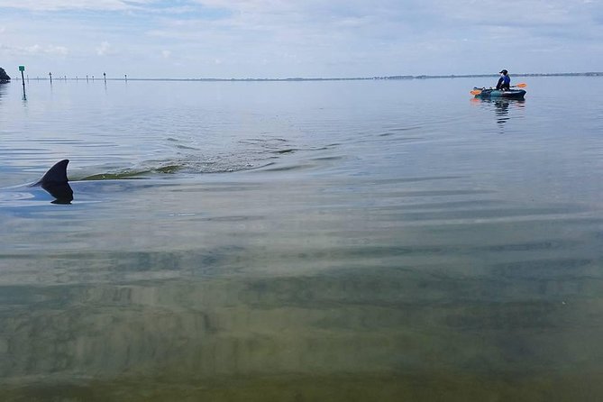 Wildlife Refuge Manatee, Dolphin & Mangrove Kayak or Paddleboarding Tour! - What to Expect: A Step-by-Step Breakdown  