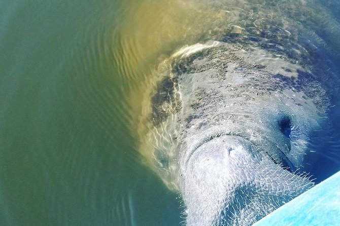 Wildlife Refuge Manatee, Dolphin & Mangrove Kayak or Paddleboarding Tour! - Who Will Love This Tour?  