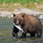 Wildlife Safari & Bear Viewing from Skagway - Why It’s Worth the Price