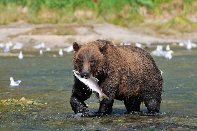 Wildlife Safari & Bear Viewing from Skagway - Why It’s Worth the Price