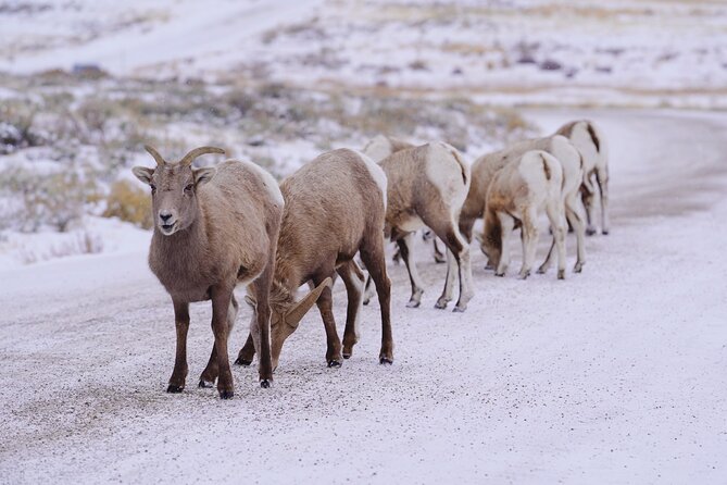 Wildlife Safari, Elk Refuge Sleigh Ride, Winter Camp Igloo Dinner - Discovering the Itinerary in Detail