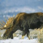 Wildlife Safari, Elk Refuge Sleigh Ride, Winter Camp Igloo Dinner - What Makes This Tour Special?