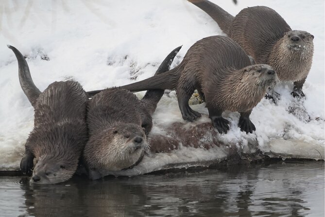 Wildlife Safari, Elk Refuge Sleigh Ride, Winter Camp Igloo Dinner - Final Thoughts: Who Will Love This Tour?