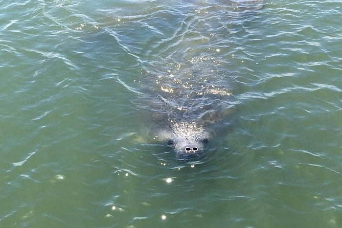 Wildlife Tour of Indian River Lagoon with Experienced Captain - Why This Wildlife Tour Stands Out