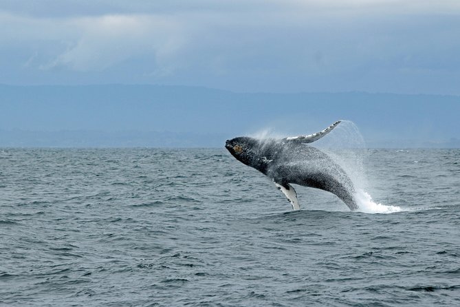 Wildlife Viewing and Whale Watching Quest - An Authentic Alaska Marine Adventure