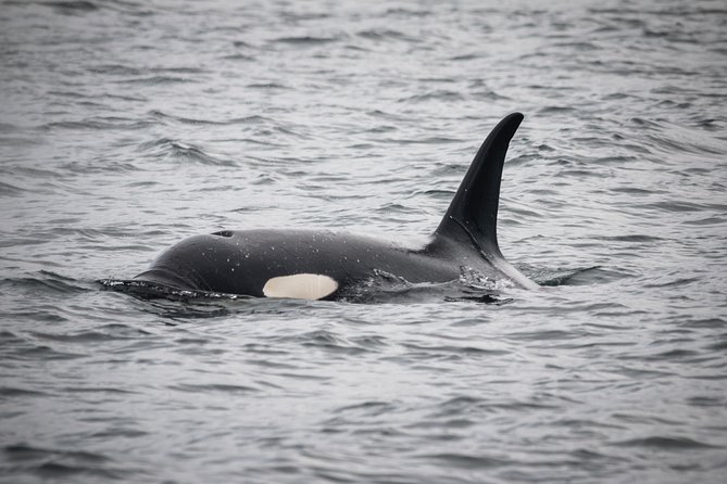 Wildlife Viewing and Whale Watching Quest - What to Expect on the Tour