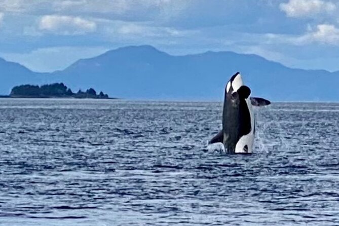 Wildlife Viewing and Whale Watching Quest - A Few Considerations