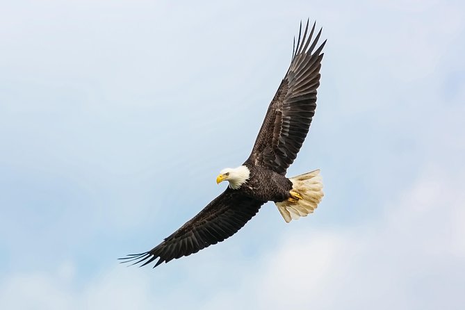 Wildlife Viewing and Whale Watching Quest - Who Should Book This Tour?