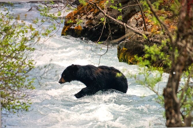 Wildlife Walking Half-Day Private Guided Tour in Whittier - Key Points