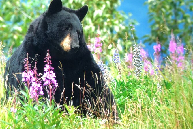 Wildlife Walking Half-Day Private Guided Tour in Whittier - What’s Included and What’s Not