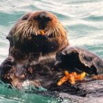 Wildlife Walking Half-Day Private Guided Tour in Whittier - The Reality of the Experience
