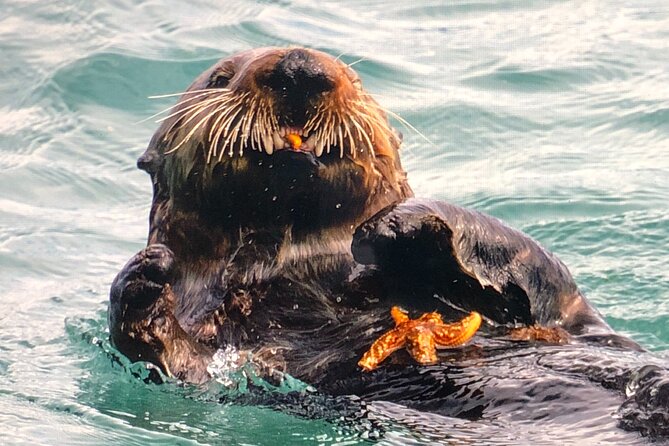 Wildlife Walking Half-Day Private Guided Tour in Whittier - The Reality of the Experience