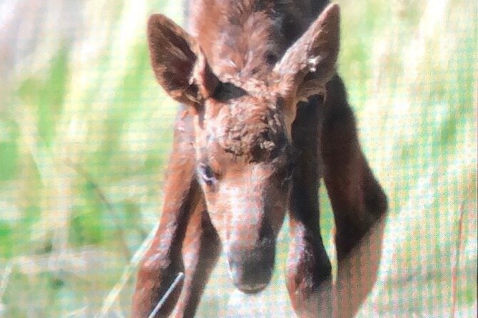 Wildlife Walking Half-Day Private Guided Tour in Whittier - Final Thoughts
