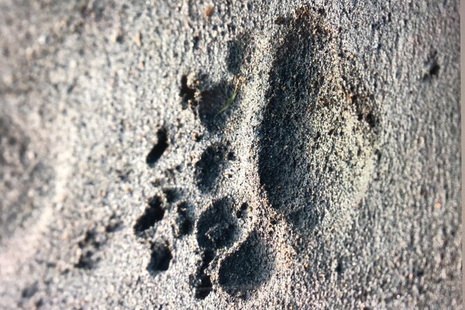 Wildlife Walking Half-Day Private Guided Tour in Whittier - FAQ