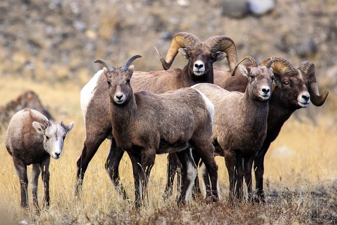 Wildlife & Wolf Private Tour with Lunch - Exploring the Yellowstone Wildlife & Landscape in Detail