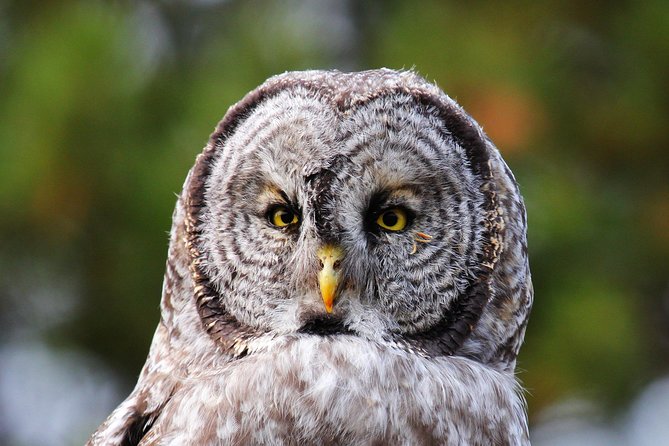 Wildlife & Wolf Private Tour with Lunch - Who Should Consider Booking This Tour?