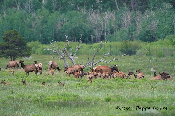 Wildside 4X4's Elk Watching Tour - Key Points