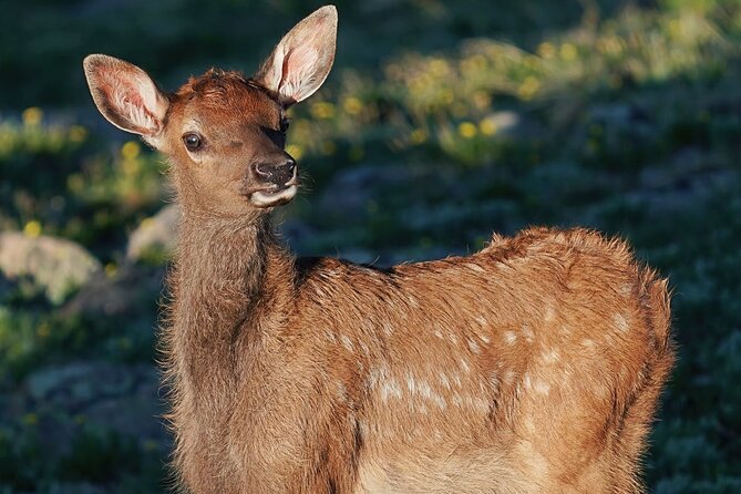 Wildside 4X4's Elk Watching Tour - Exploring the Tour Itinerary in Detail