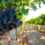 Willamette Valley Full-Day Wine Tour from Portland - What Sets This Tour Apart?