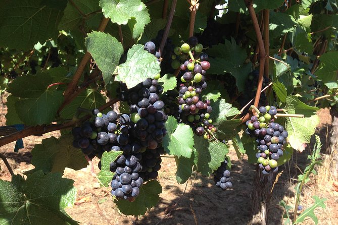 Willamette Valley Wine Tasting Tour from Portland - A Deep Dive into the Experience