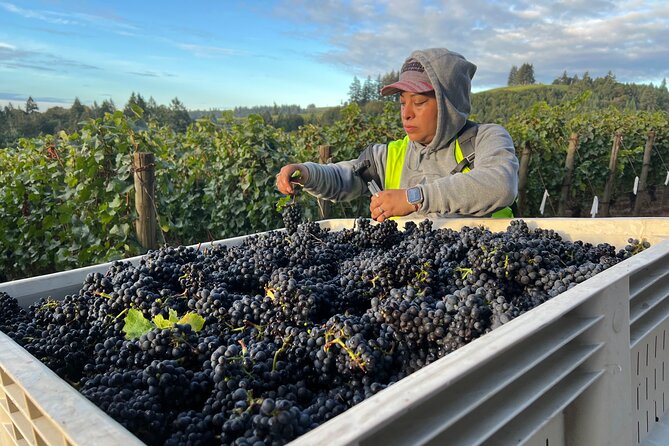 Willamette Wine Tour from Newberg (Tasting Fees Included) - Winderlea Vineyard: One of the Best Views and Biodynamic Wines