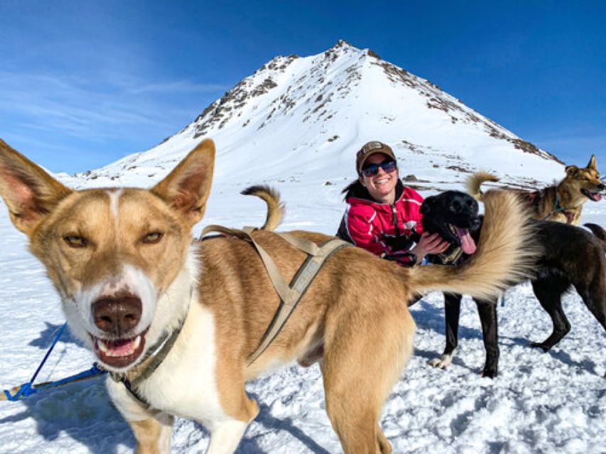 Willow: Traditional Alaskan Dog Sledding Ride - The Itinerary: What to Expect