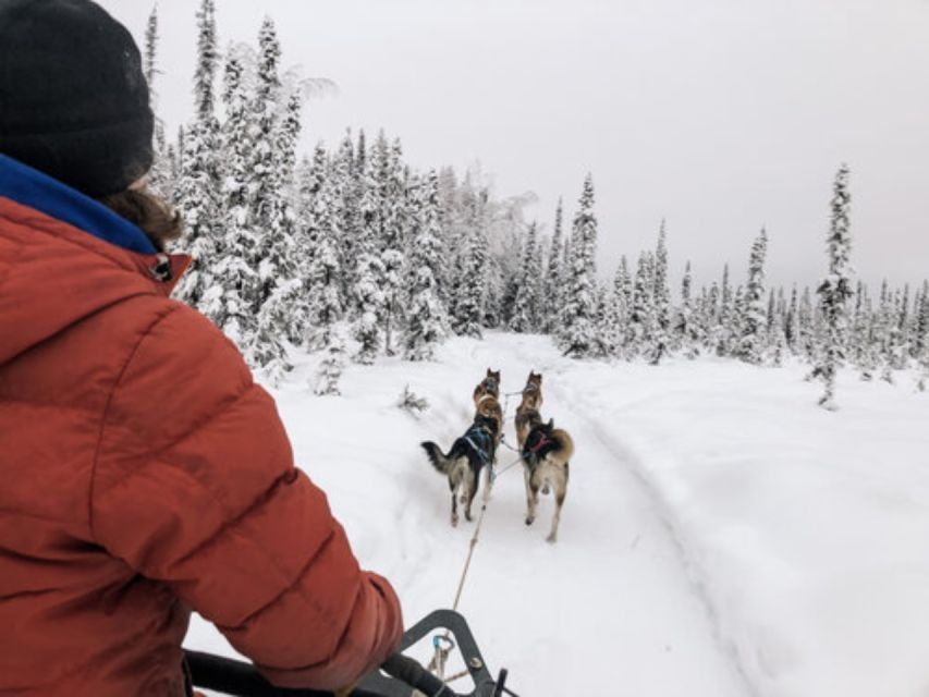 Willow: Traditional Alaskan Dog Sledding Ride - Who Will Love This Tour?
