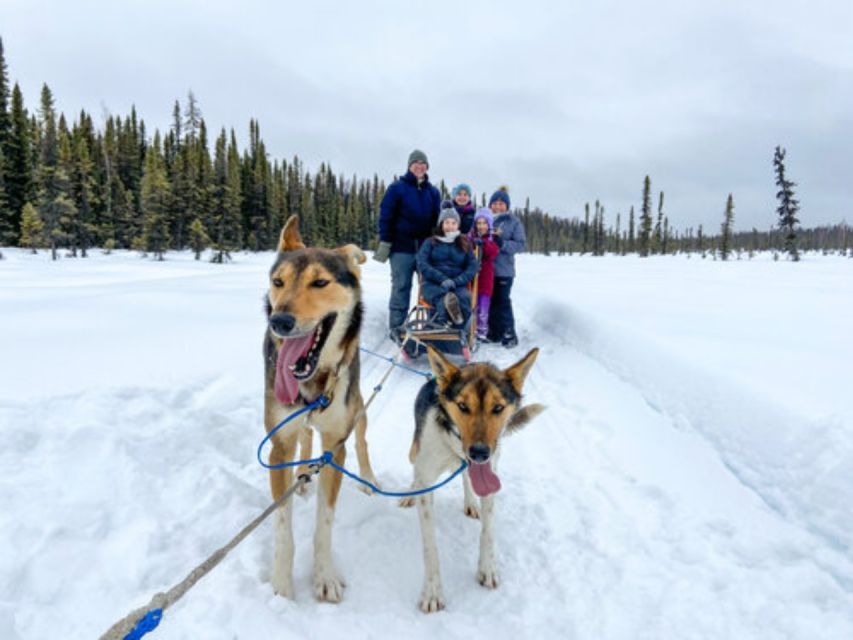 Willow: Traditional Alaskan Dog Sledding Ride - Final Thoughts
