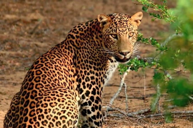 Wilpattu National Park Private Jeep Safari From Colombo & Negombo - An In-Depth Look at the Safari Experience